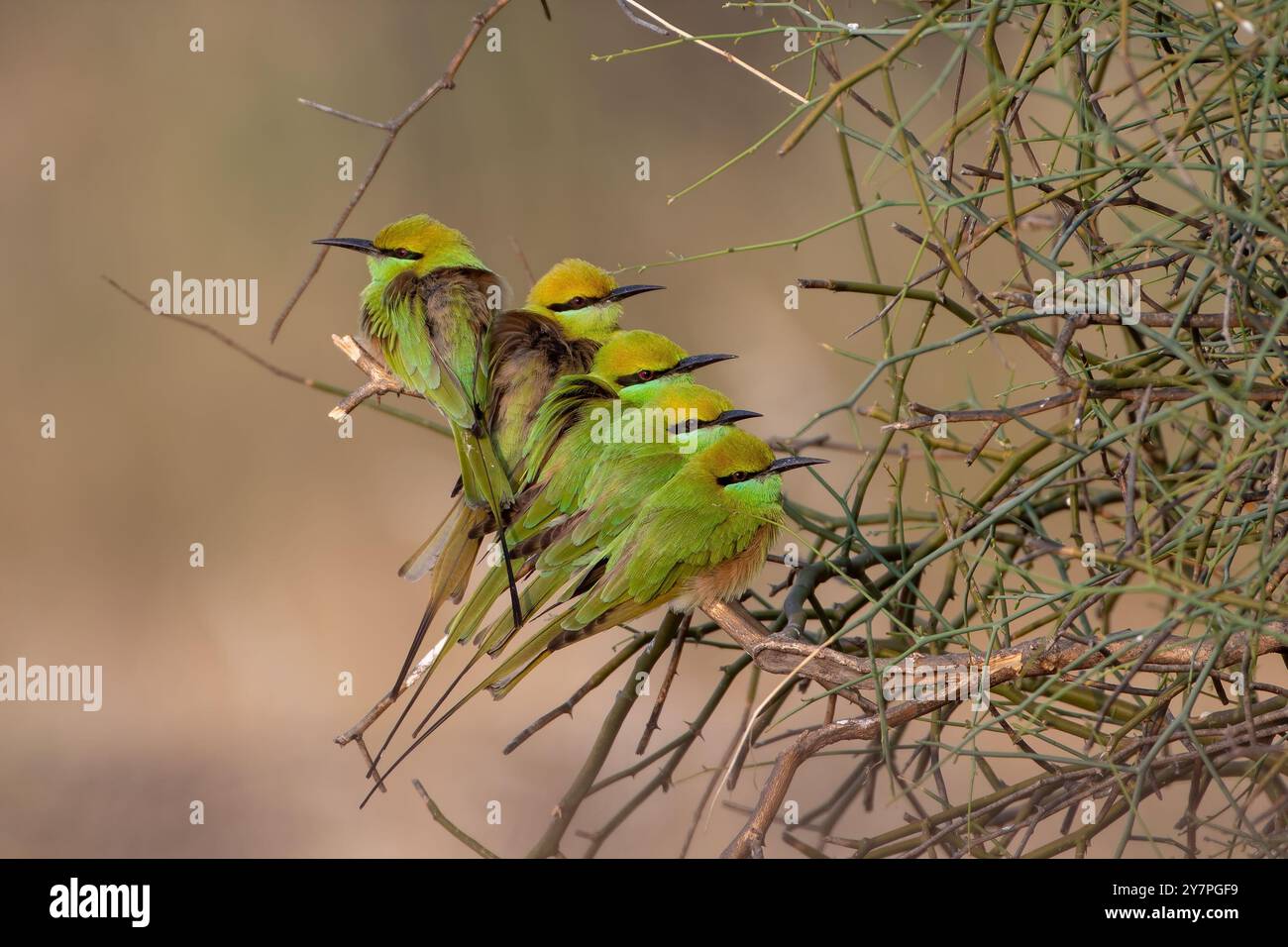 asian green bee-eaters or Merops orientalis at desert national park in ...