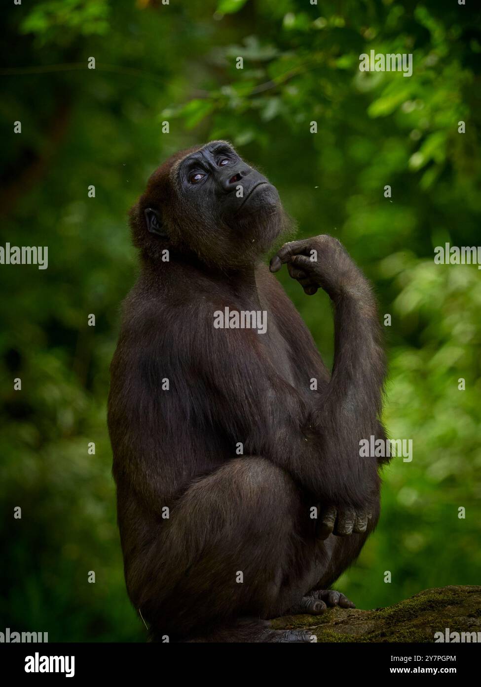 Portrait of gorilla female on green forest background. Human like ...