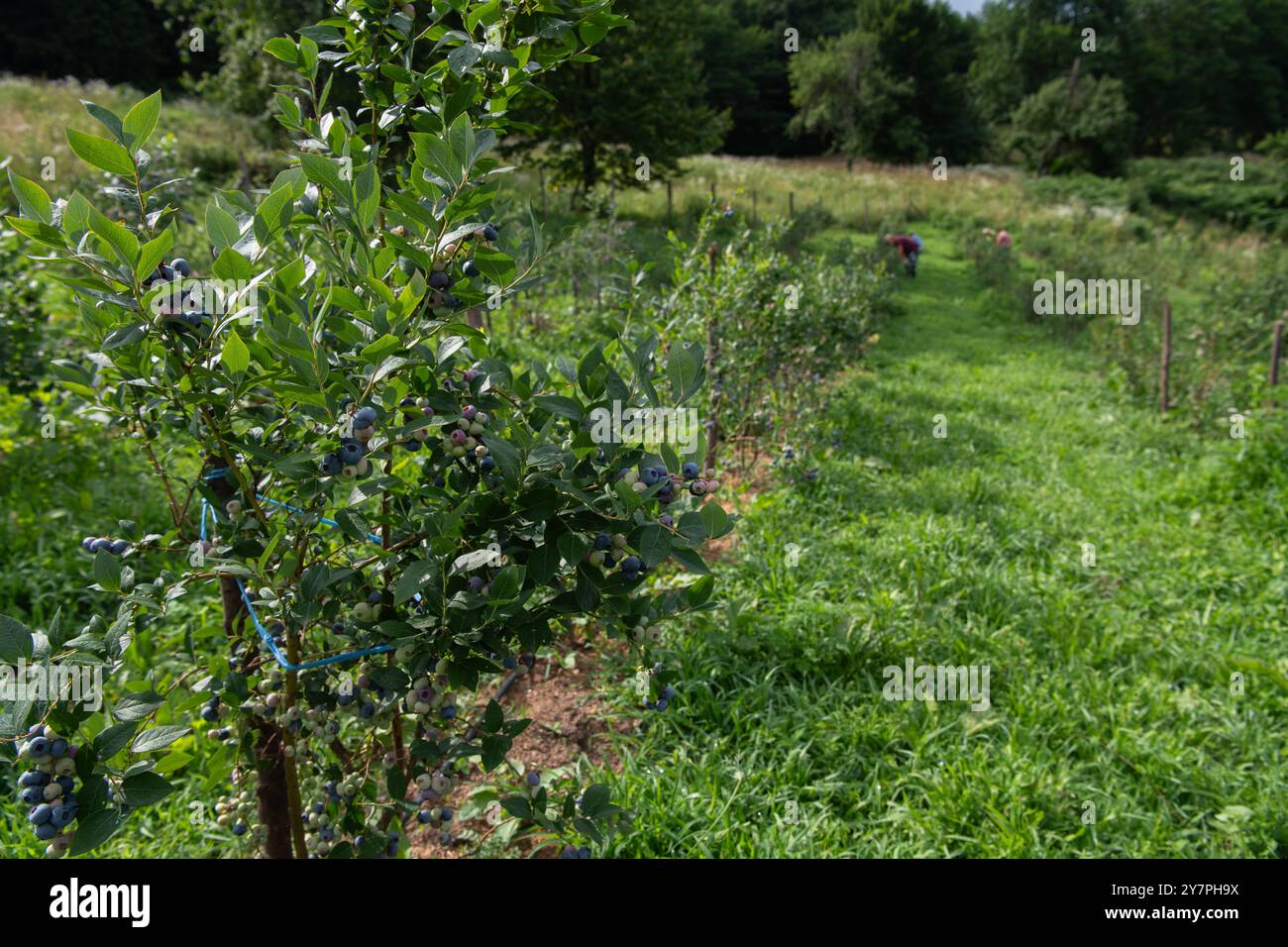 Expansive Blueberry Farm Dedicated to Producing Fresh and Healthy Fruit ...