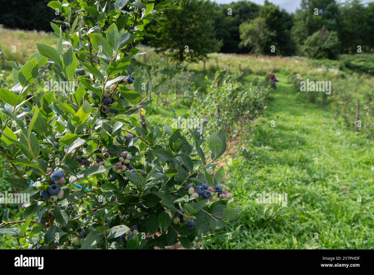 Expansive Blueberry Farm Dedicated to Producing Fresh and Healthy Fruit ...