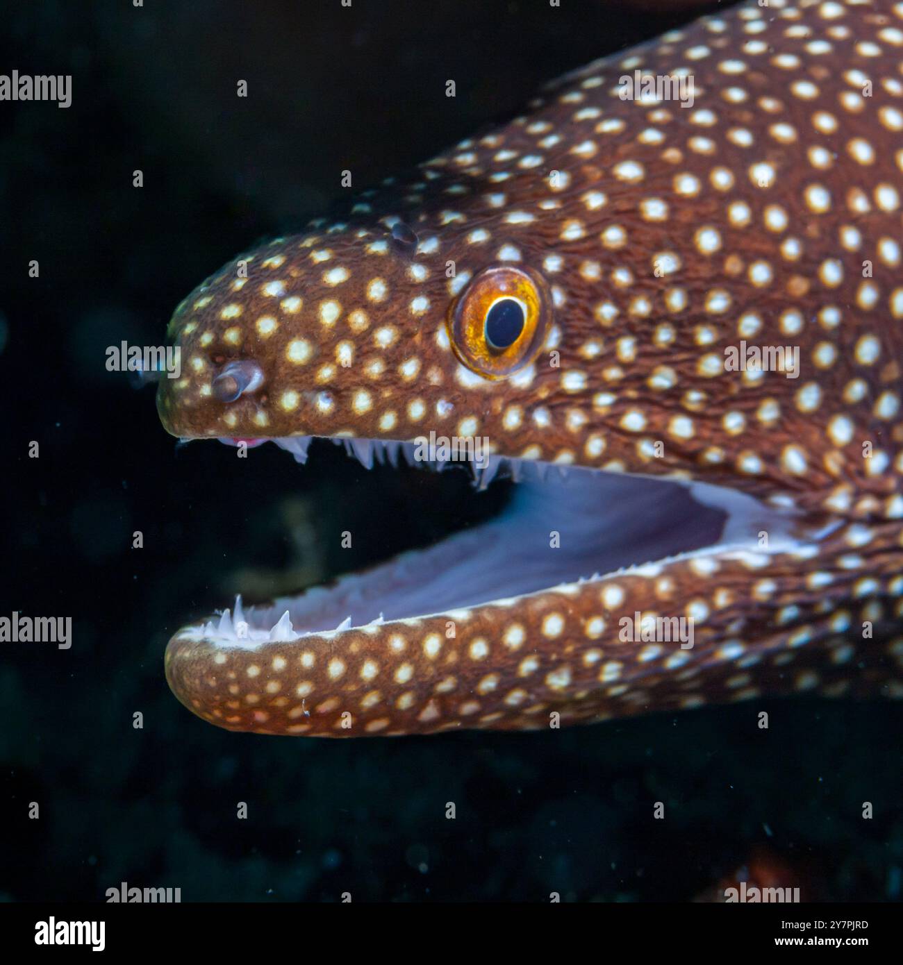Philippines, Sabang, Puerto Galera, Turkey Moray, Whitemouth Moray ...