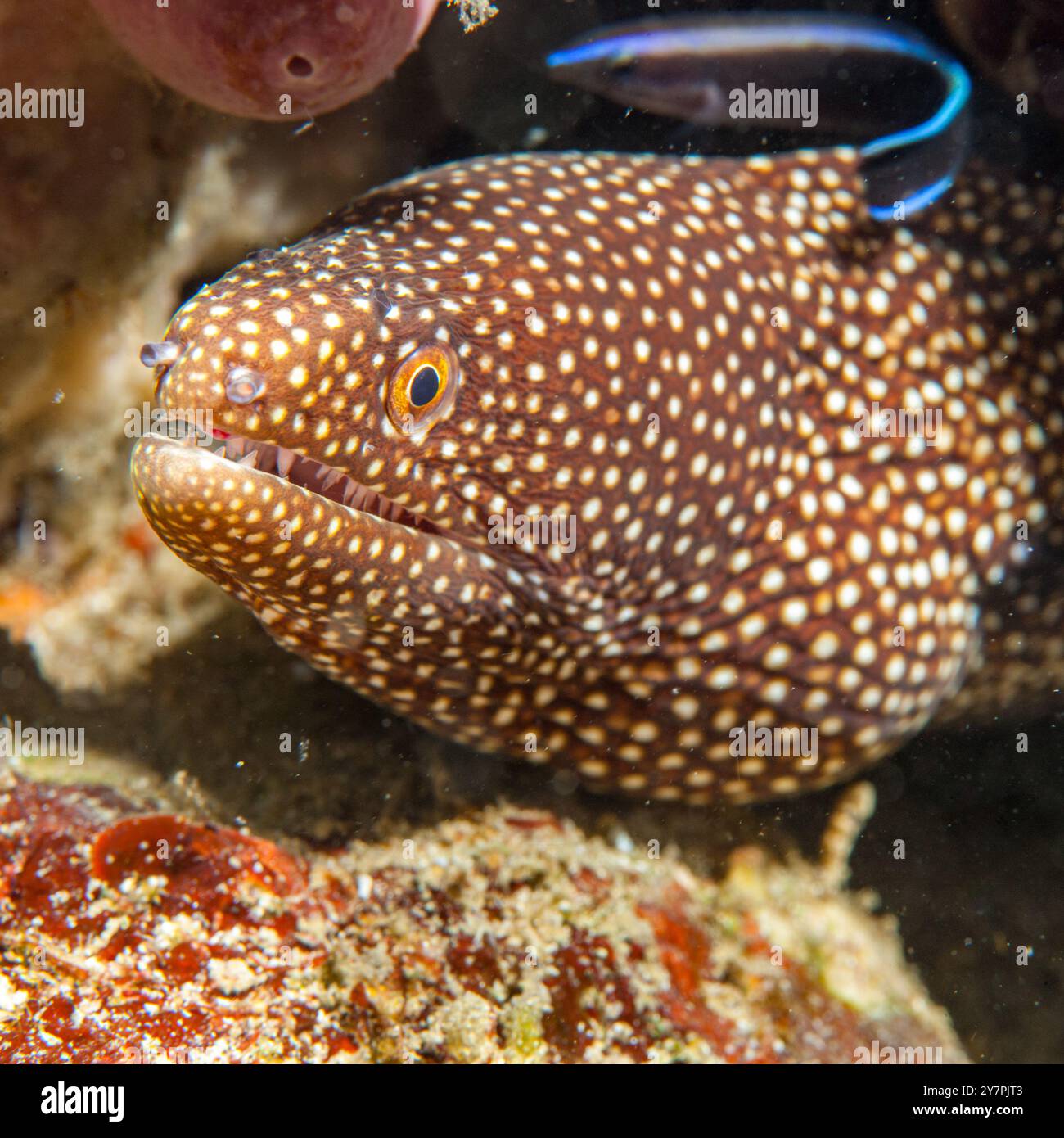 Philippines, Sabang, Puerto Galera, Turkey Moray, Whitemouth Moray ...