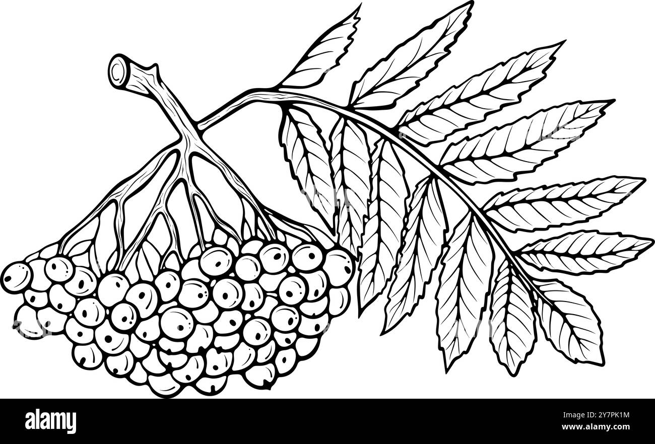 Rowan branch line art Stock Vector Image & Art - Alamy