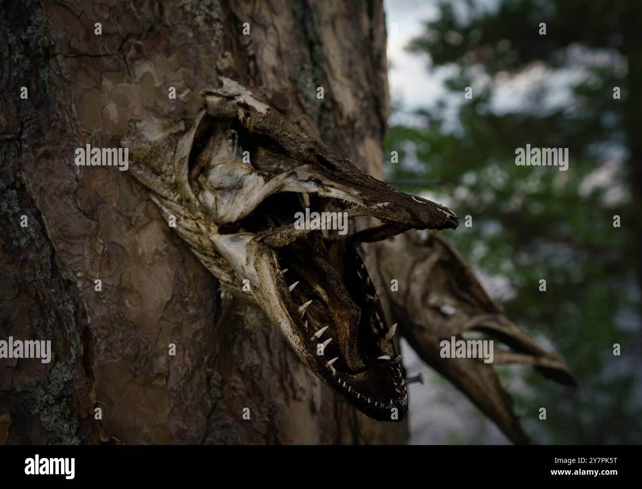 Mounted fish head hi-res stock photography and images - Alamy