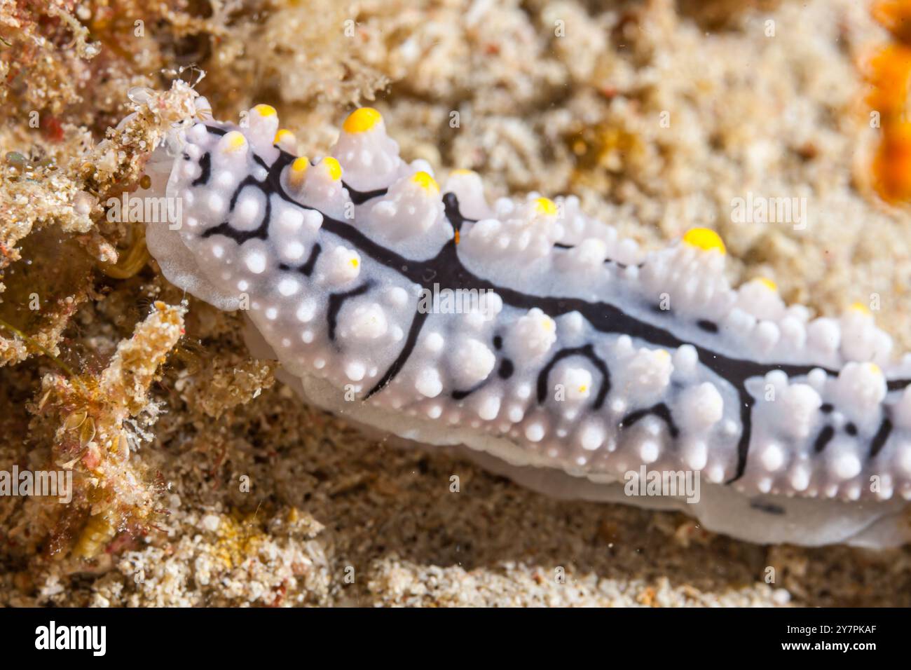 Philippines, Sabang, Puerto Galera, Nudibranch, Sea slug (Phyllidia ...