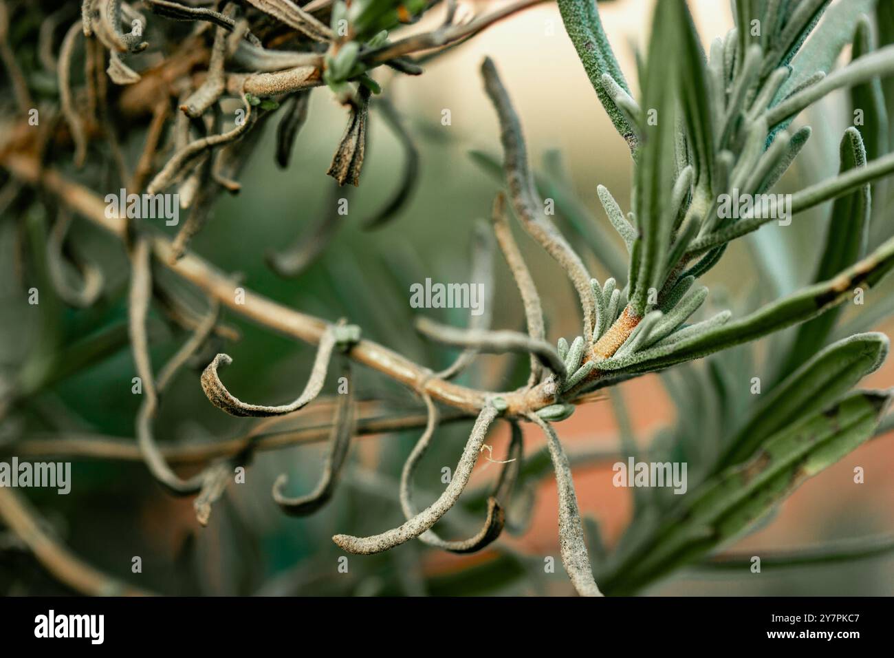 Close-up lavender seedlings growing in formal garden. Lavender plant ...