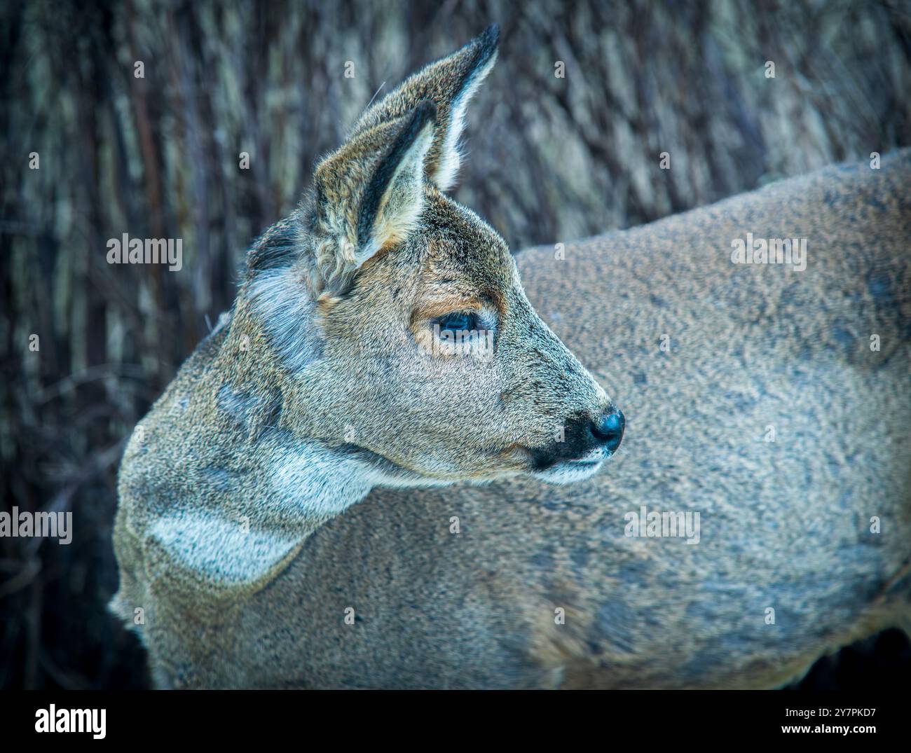 Deer looking back Stock Photo - Alamy