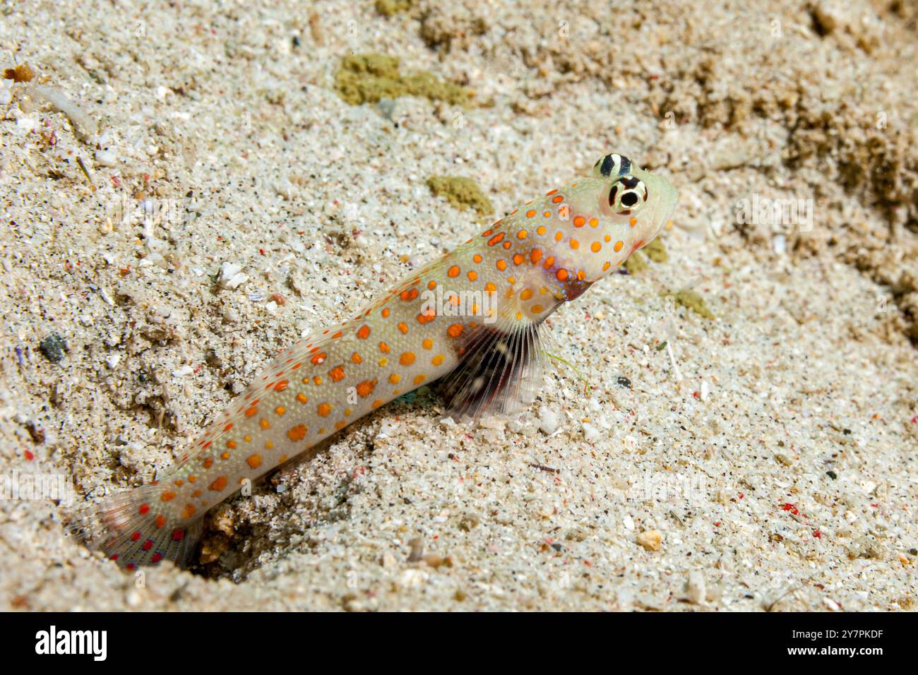 Philippines, Sabang, Puerto Galera, Orange Spotted Goby (Amblyeleotris ...