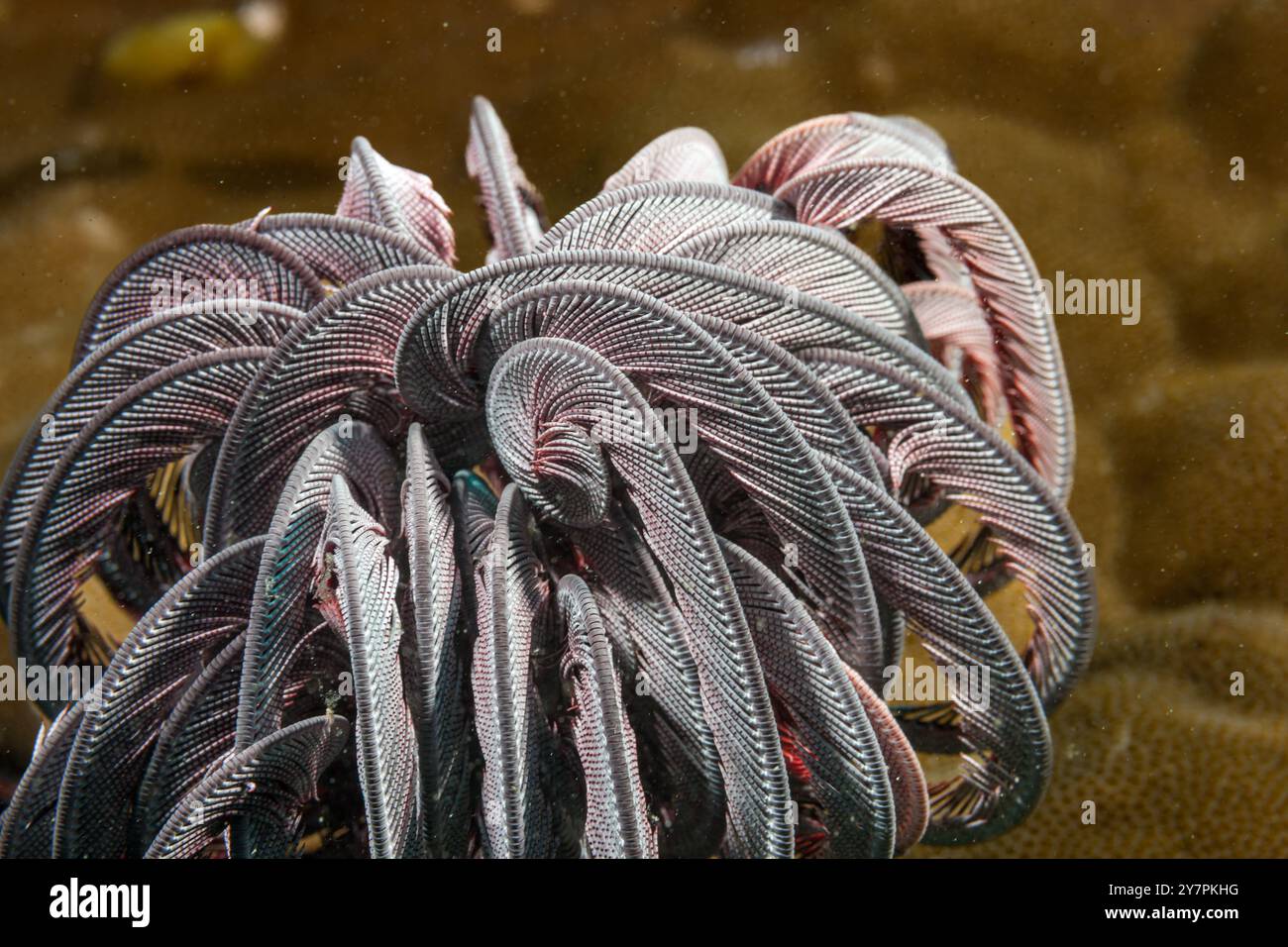Philippines, Sabang, Puerto Galera, Crinoid (Crinoidea Stock Photo - Alamy