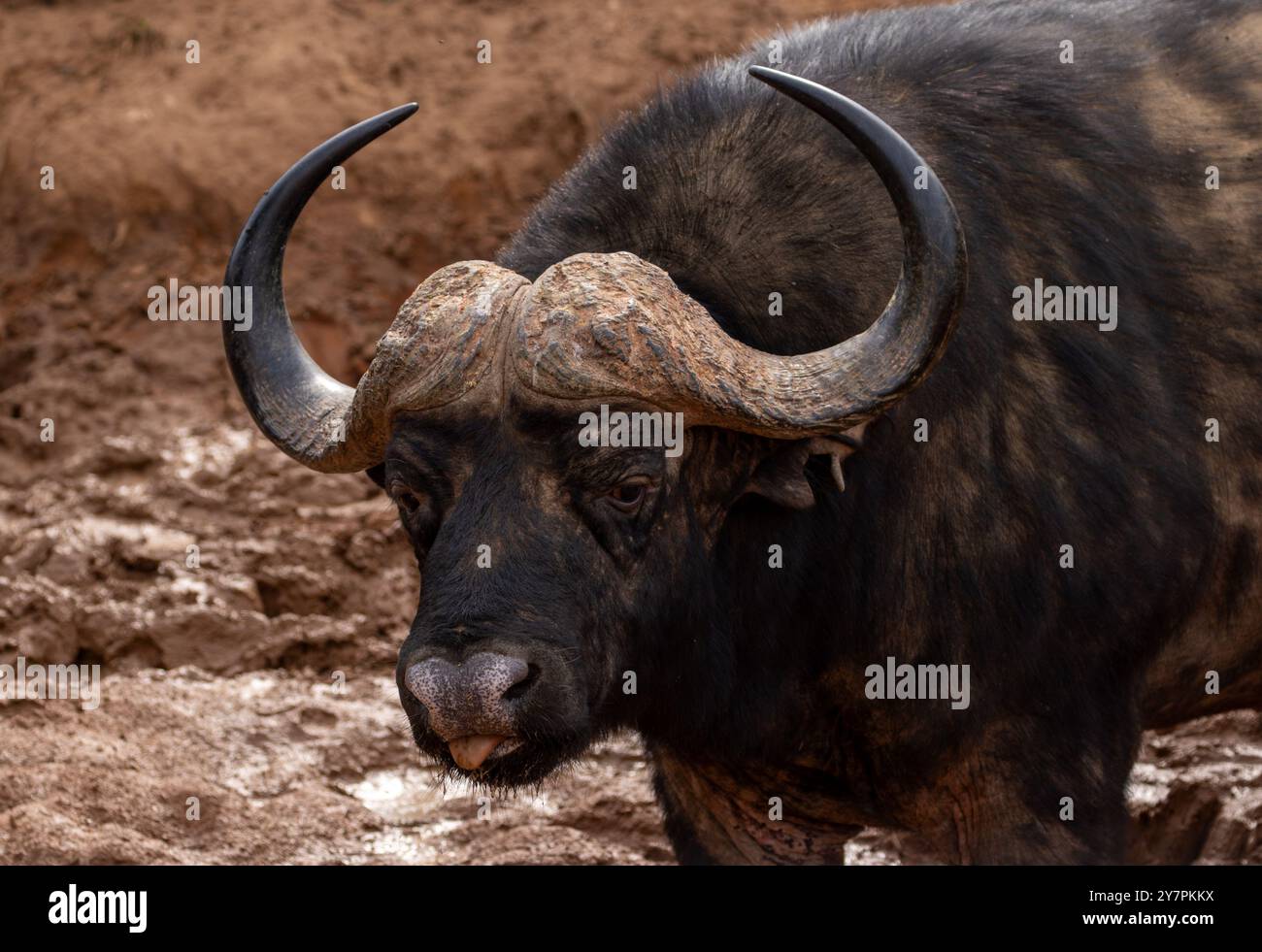 African Buffalo photographed in Addo Elephant Park, South Africa Stock ...