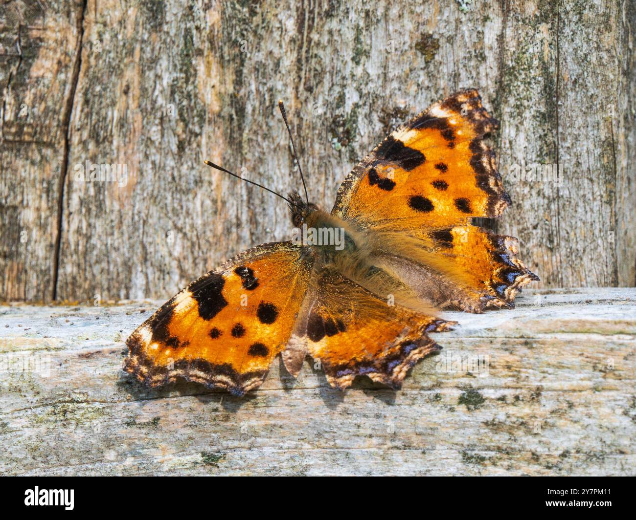 Large Tortoiseshell Butterfly Resting with its Wings Open Stock Photo ...