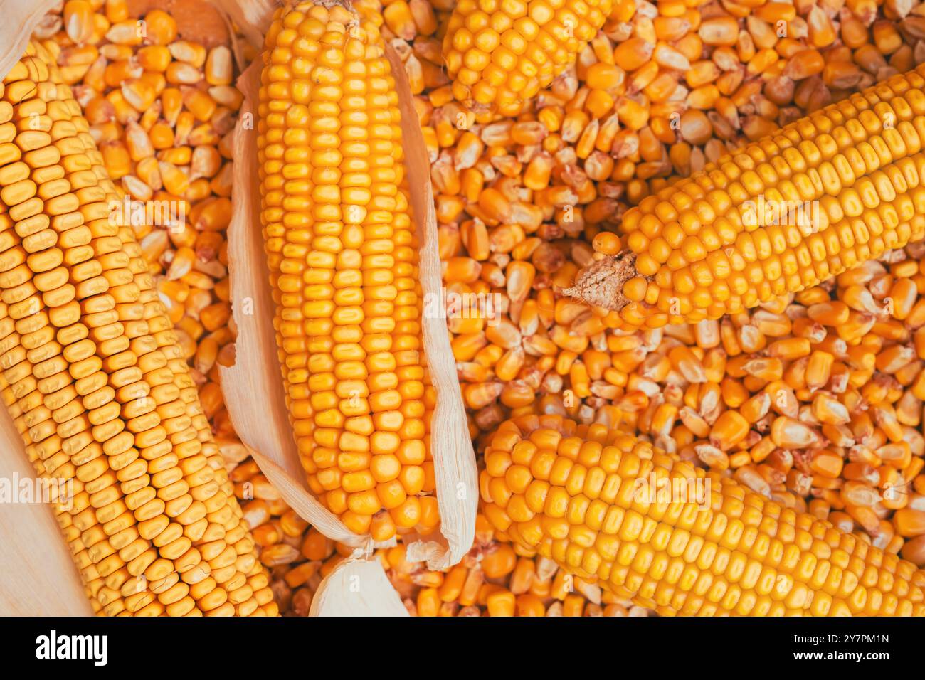 Harvested ear of corn and kernels, top view Stock Photo - Alamy