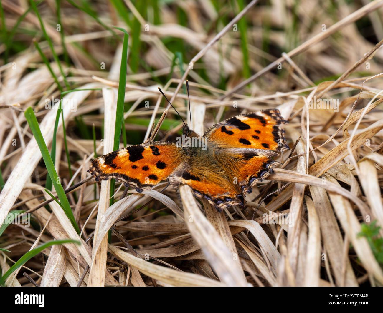 Rare Large Tortoiseshell Butterfly Resting with its Wings Open in ...