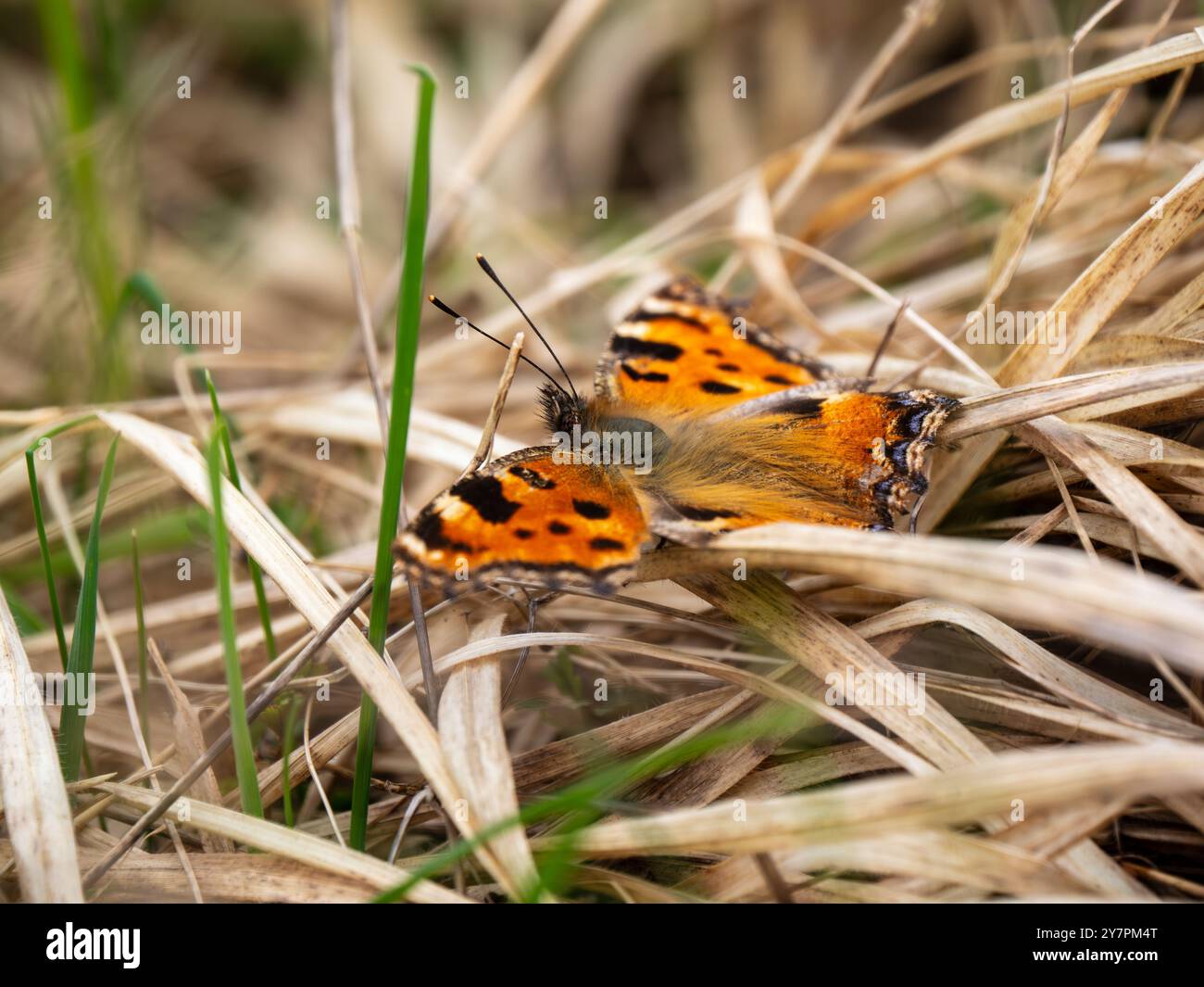 Rare Large Tortoiseshell Butterfly Resting with its Wings Open in ...