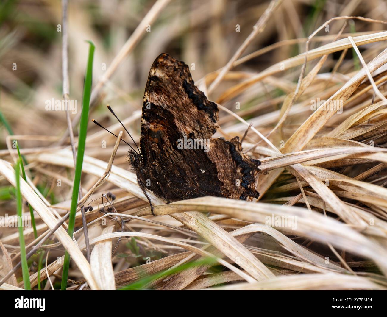 Rare Large Tortoiseshell Butterfly Resting with its Wings Closed in ...