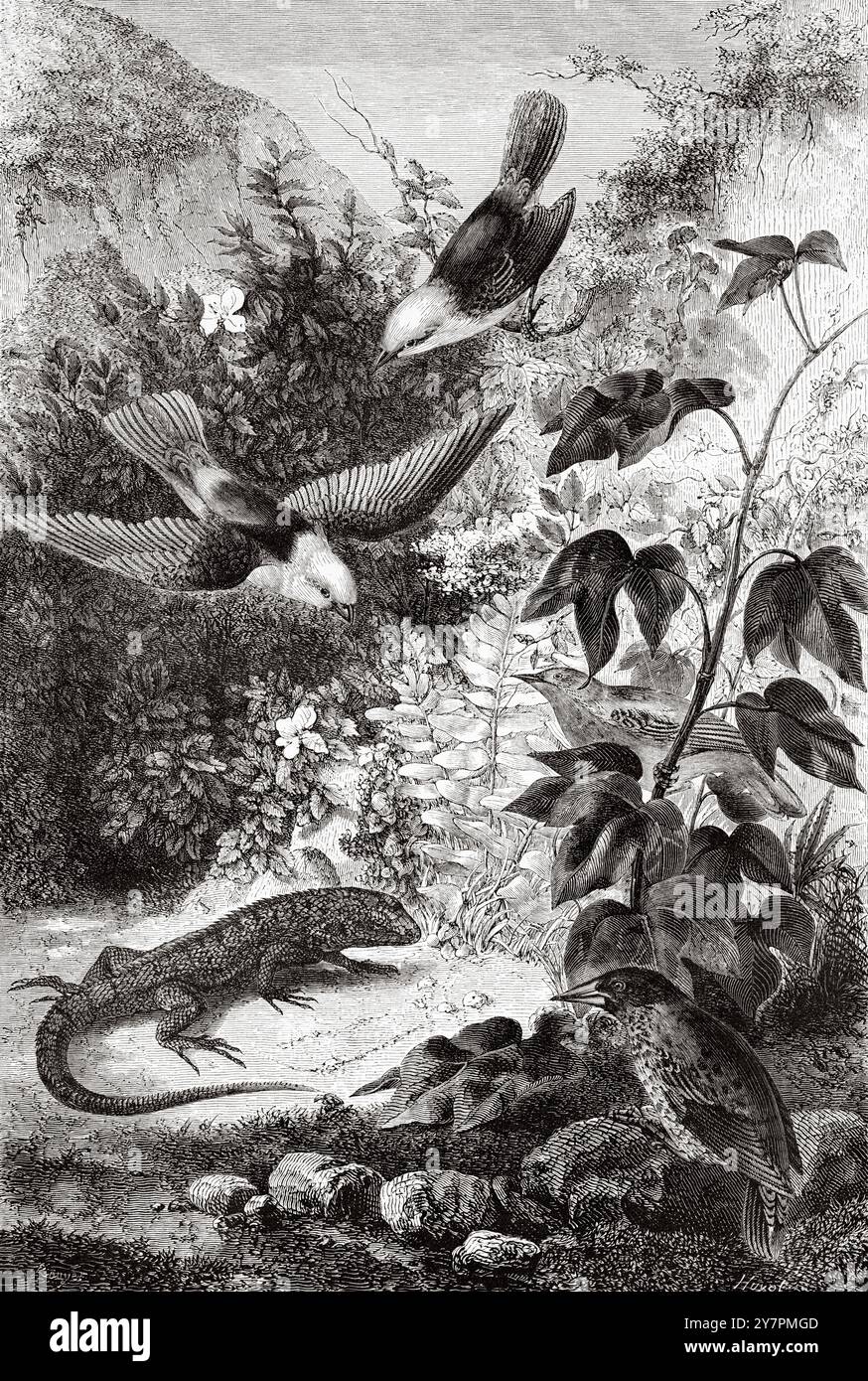 Reptiles and birds of the Galapagos Islands. Pyrocephalus nanus (top ...