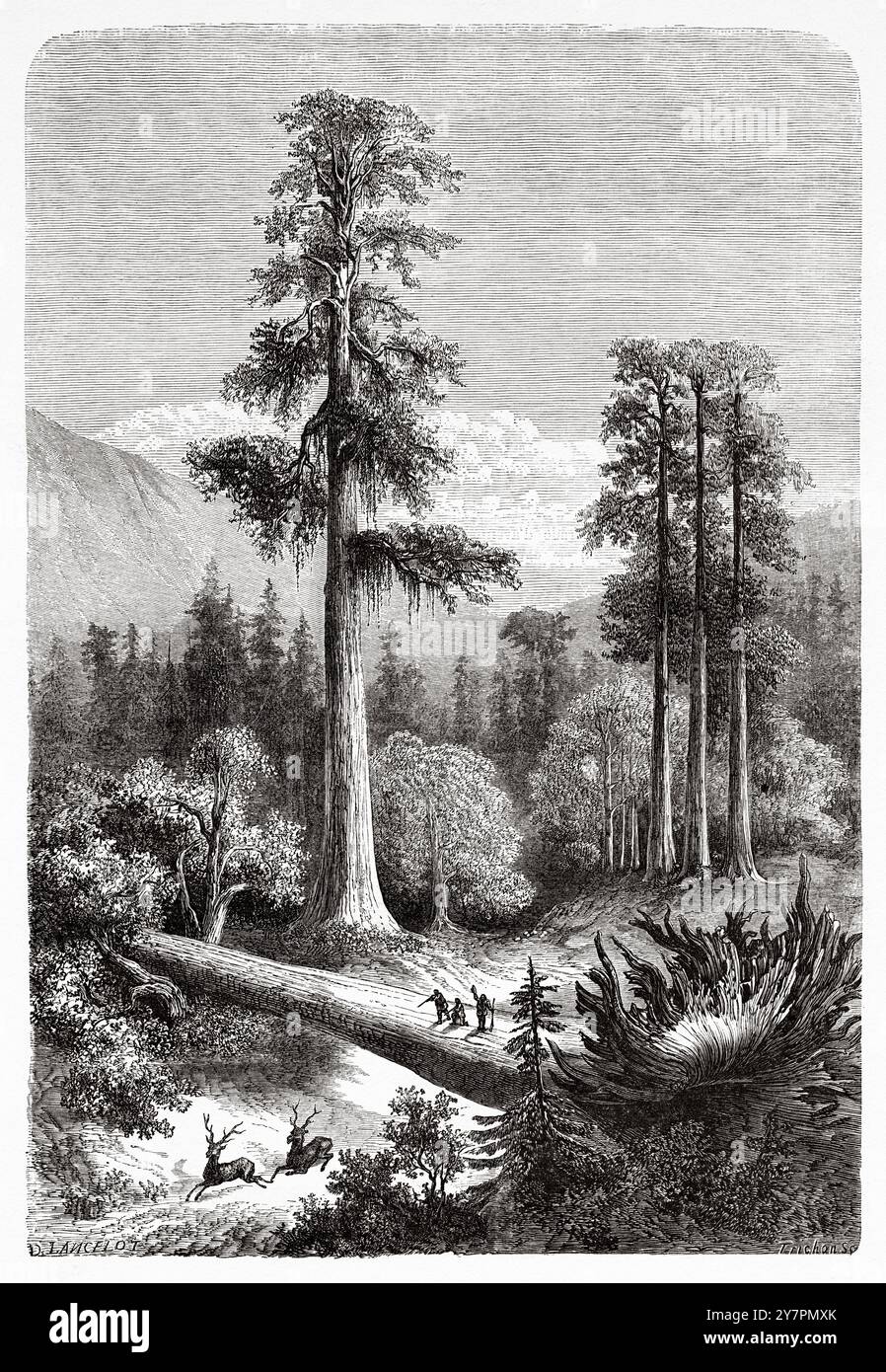 Sequoiadendron giganteum. The giant sequoia, the biggest tree in the ...