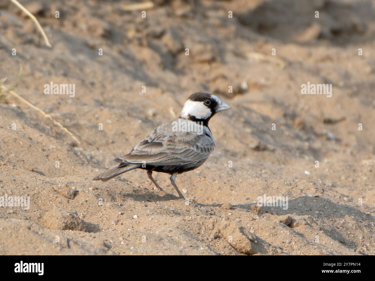 black-crowned sparrow-lark (Eremopterix nigriceps) at desert national ...