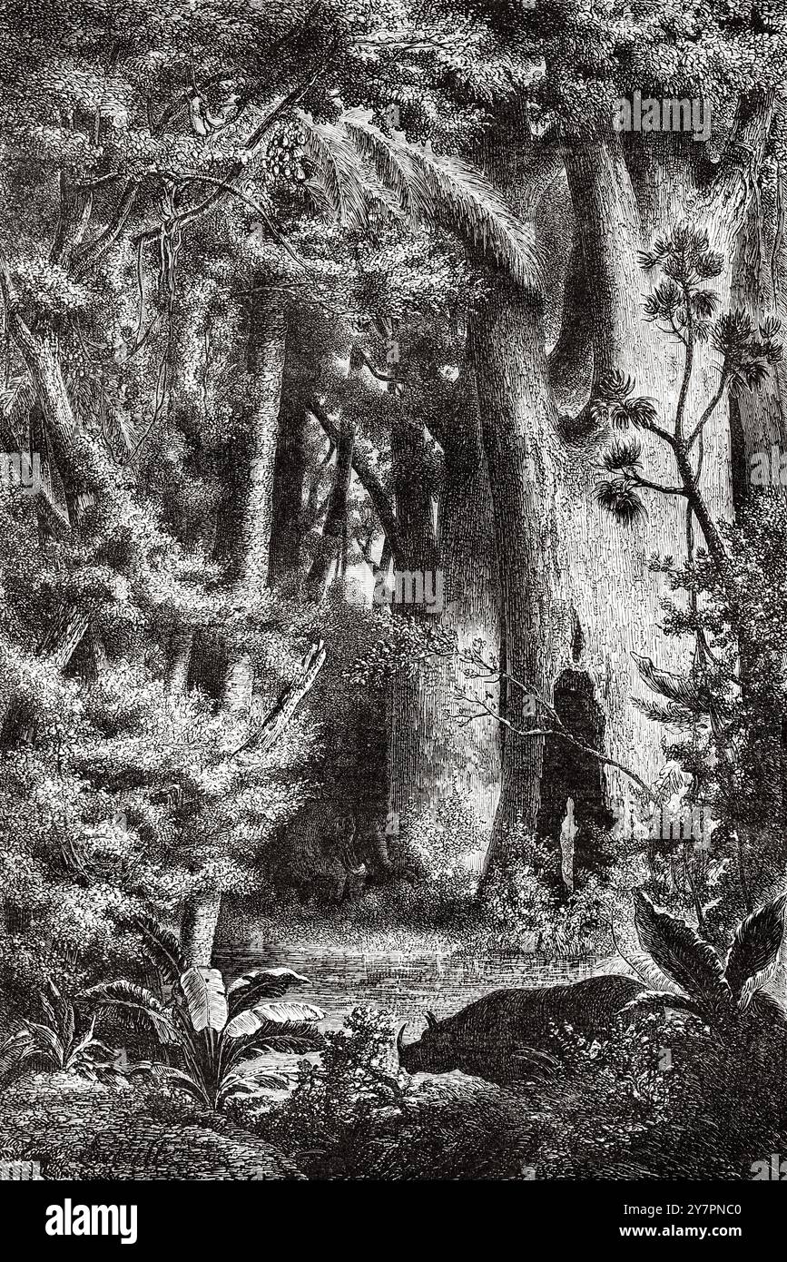 Ougogo region forest, Congo. Africa. Drawing by Eugene Lavieille (1820 ...