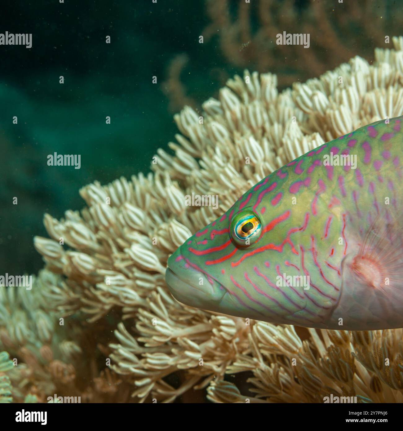 Philippines, Sabang, Puerto Galera, Cheecklined Splendeour wrasse ...
