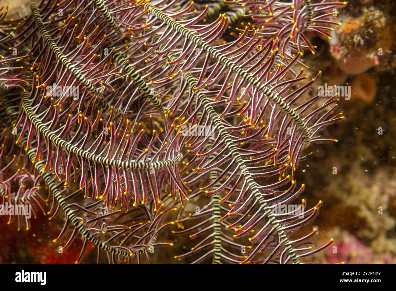 Philippines, Sabang, Puerto Galera, Crinoid (Crinoidea Stock Photo - Alamy