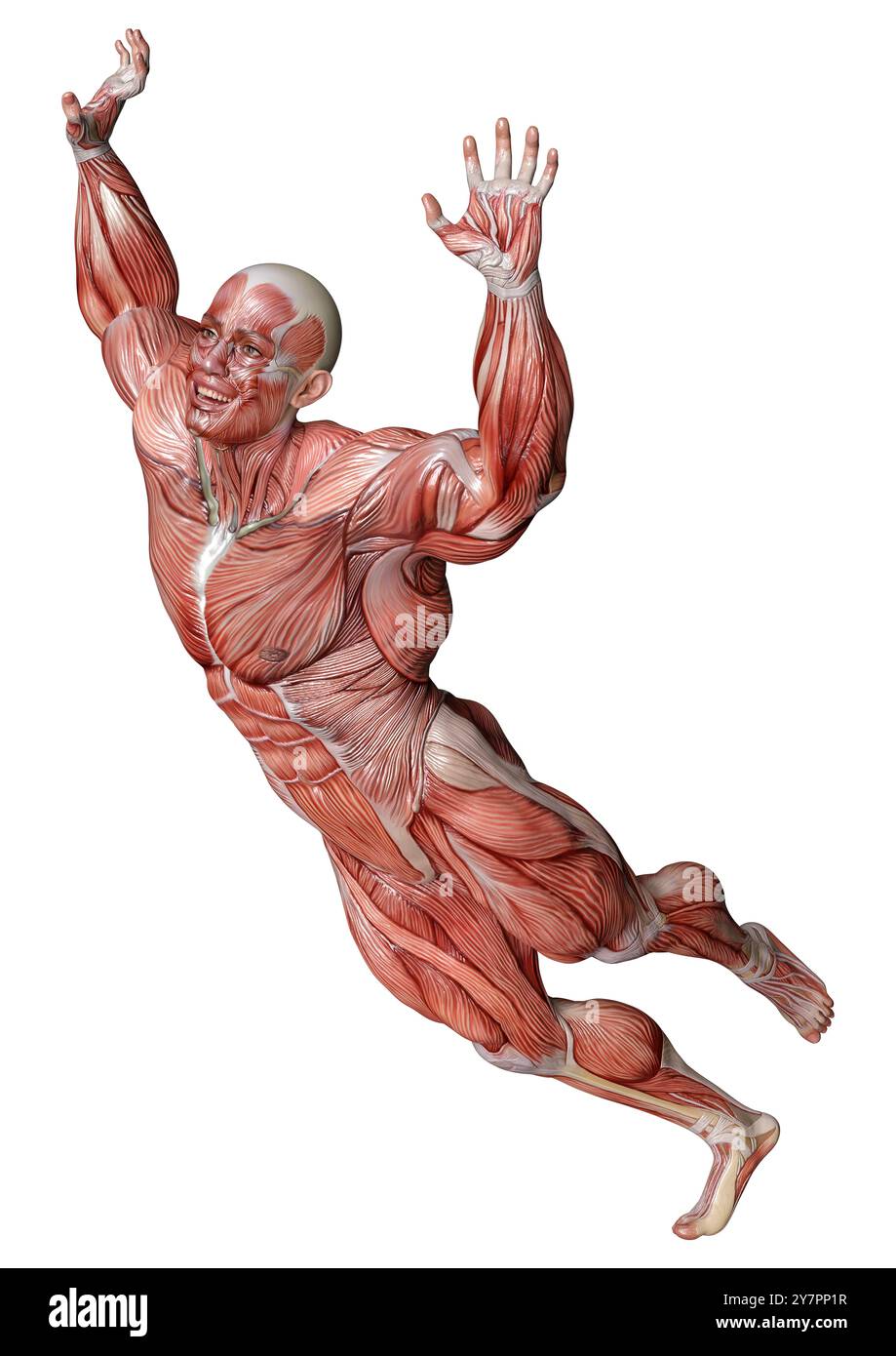 3D rendering of a male figure with muscle maps isolated on white ...