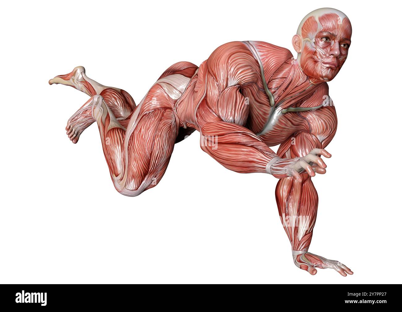 3D rendering of a male figure with muscle maps isolated on white ...