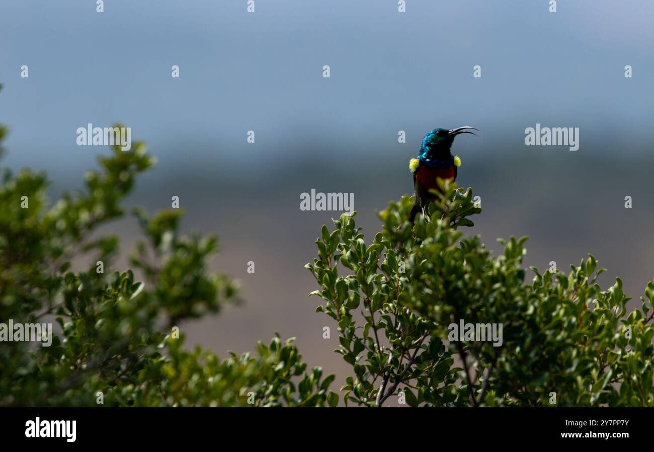 African Sun Bird photographed in Addo Elephant Park, South Africa Stock ...