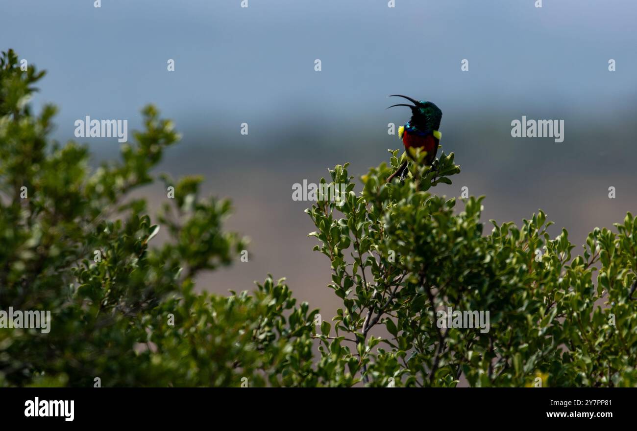 African Sun Bird photographed in Addo Elephant Park, South Africa Stock ...