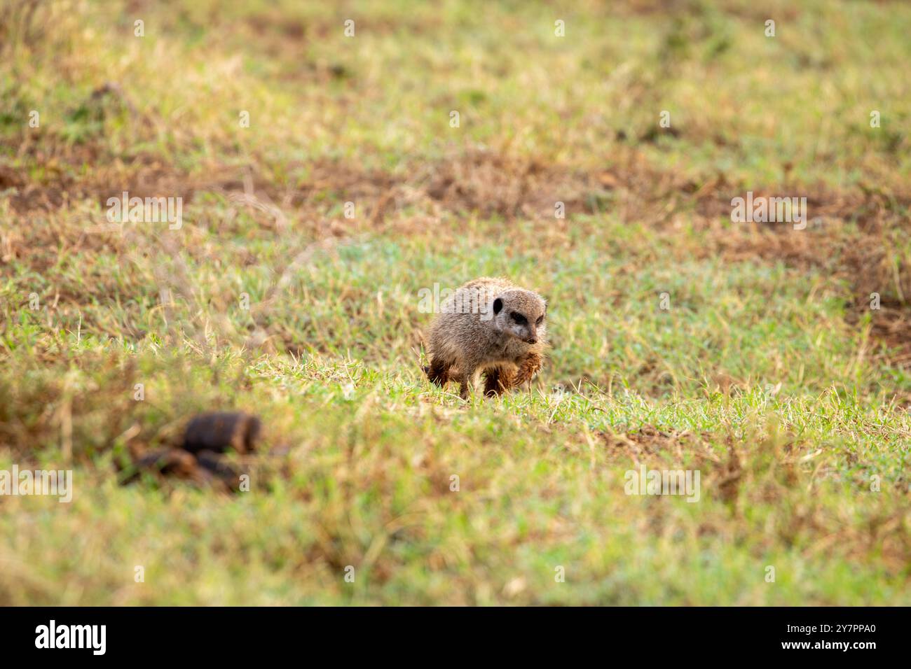 Meerkat photographed in the Addo Elephant Park, South Africa Stock ...