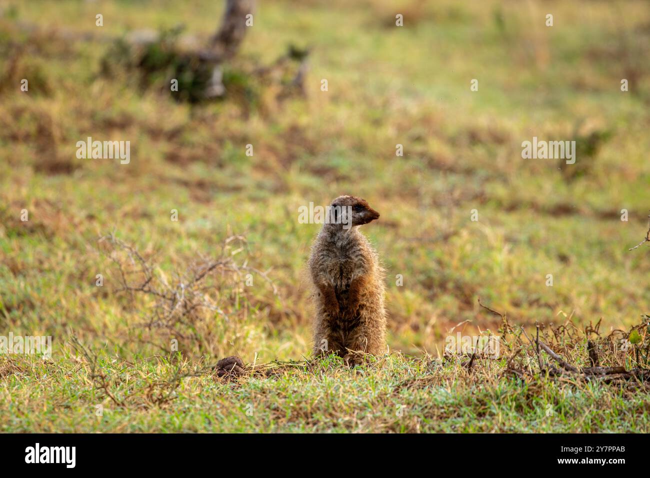 Meerkat photographed in the Addo Elephant Park, South Africa Stock ...