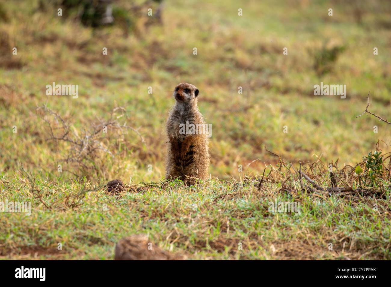 Meerkat photographed in the Addo Elephant Park, South Africa Stock ...
