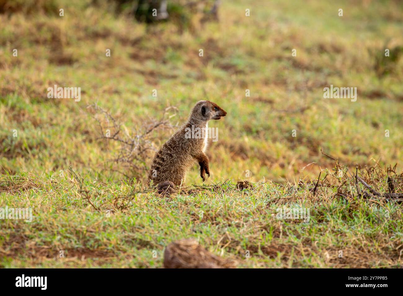 Meerkat photographed in the Addo Elephant Park, South Africa Stock ...