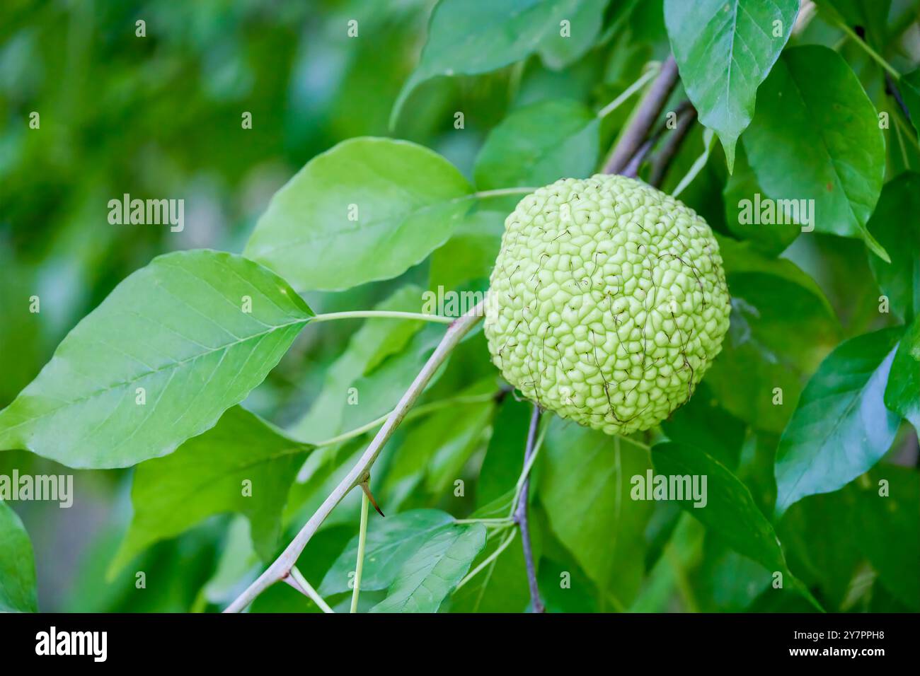 the fruit of the tree (Maclura pomifera Stock Photo - Alamy