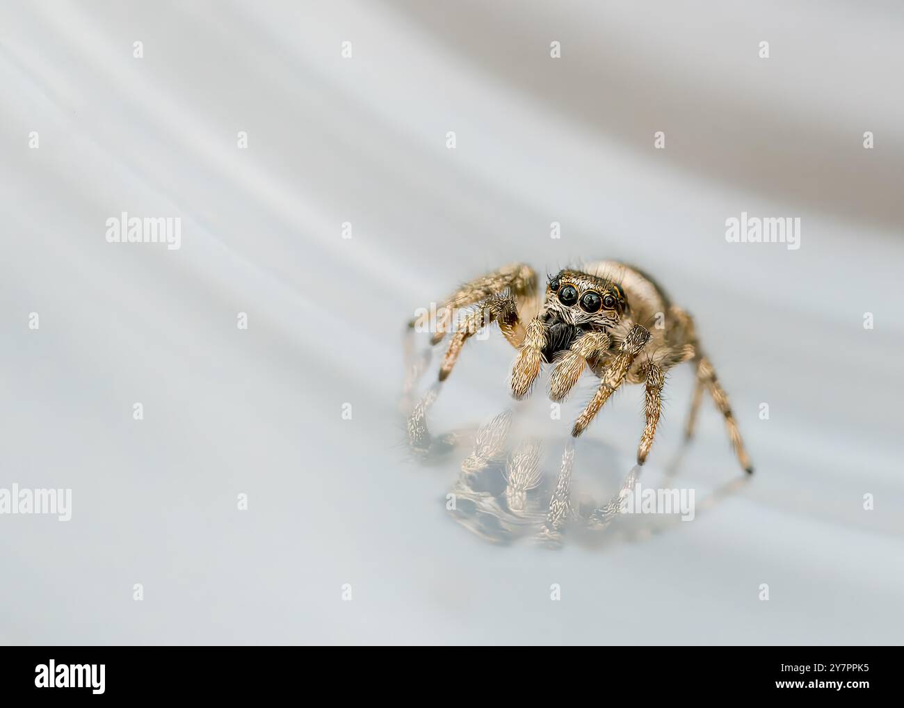 Close-up of a jumping spider with a reflection on a smooth surface ...
