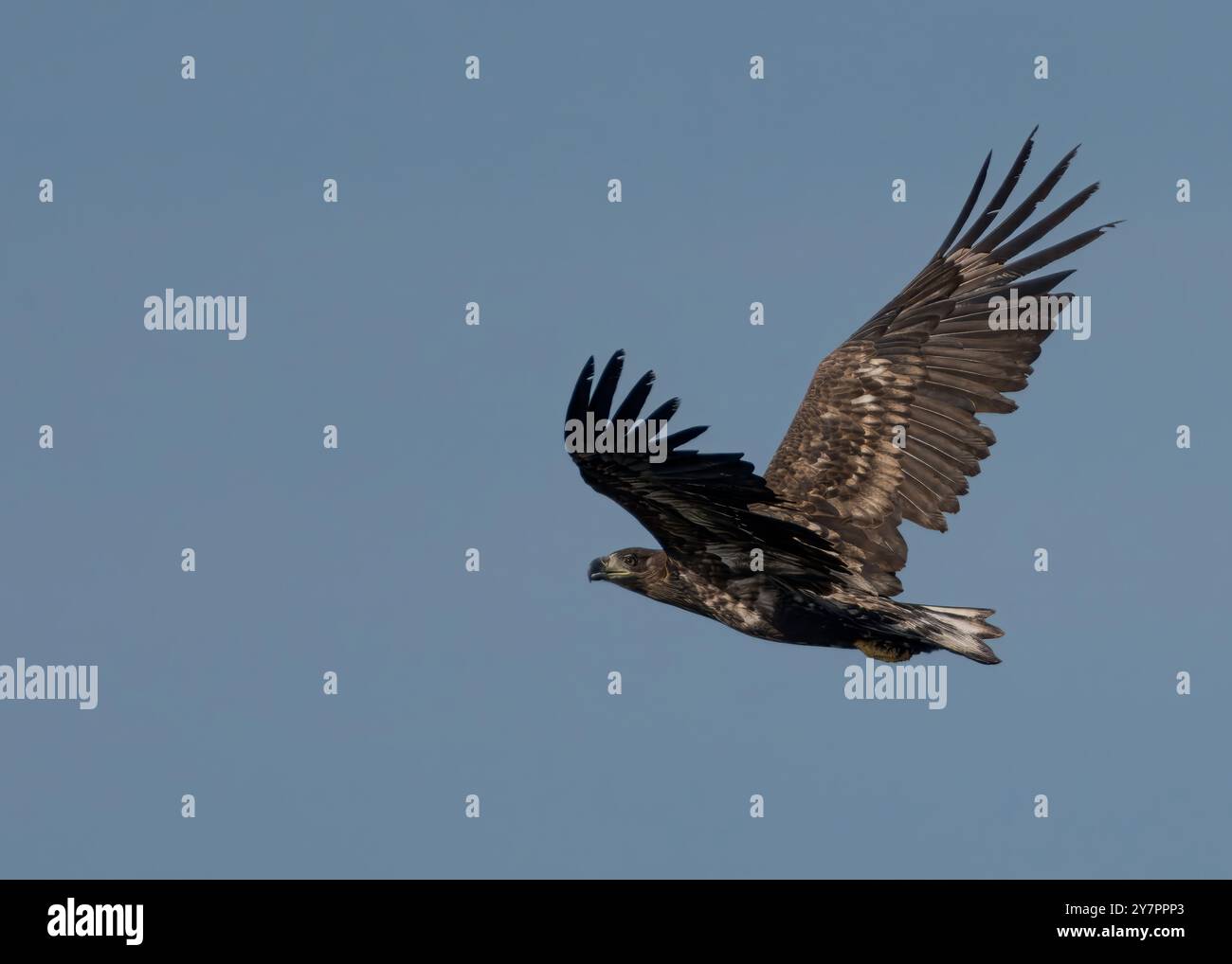 A magnificent eagle soaring in the clear blue sky, showcasing its ...