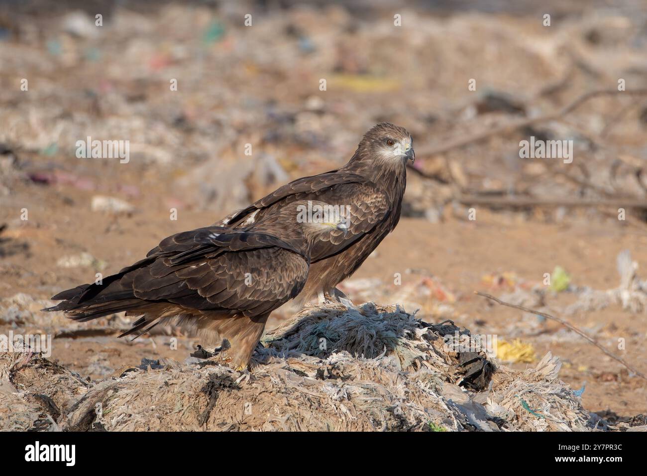 Black-eared kite (Milvus lineatus) at Jorbeer in Rajasthan, India Stock ...