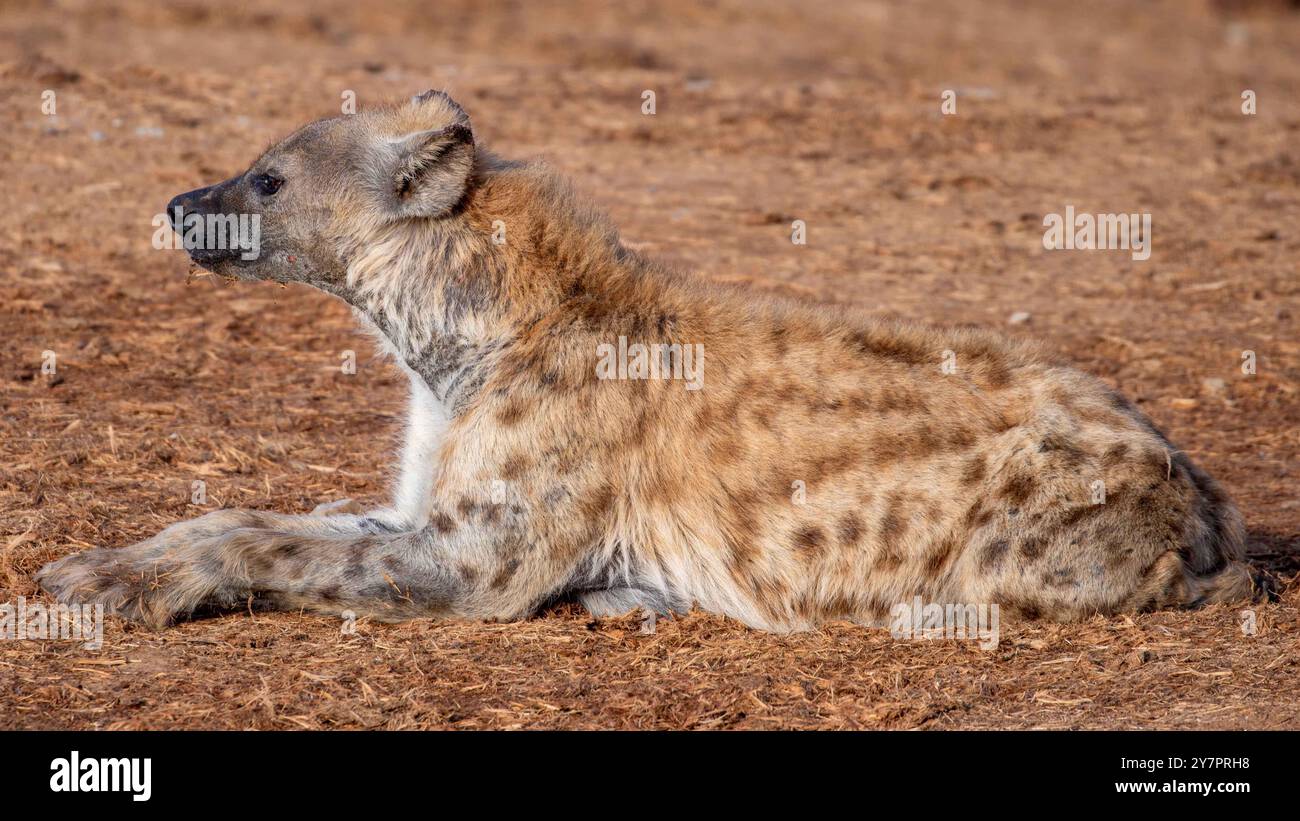 Spotted Hyena photographed in Addo Elephant Park, South Africa Stock ...