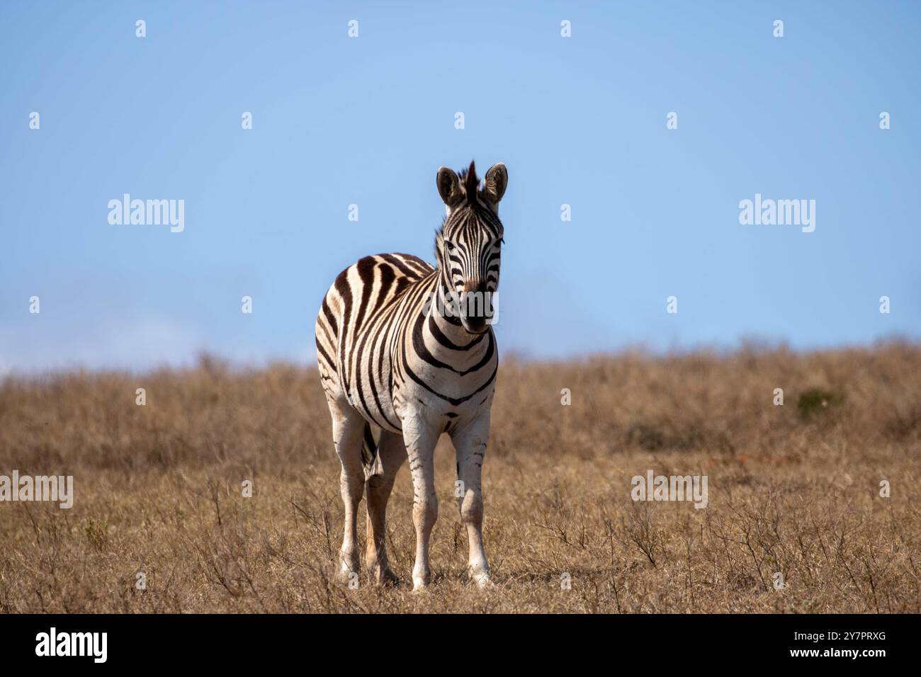 Zebra on African grassland Stock Photo - Alamy