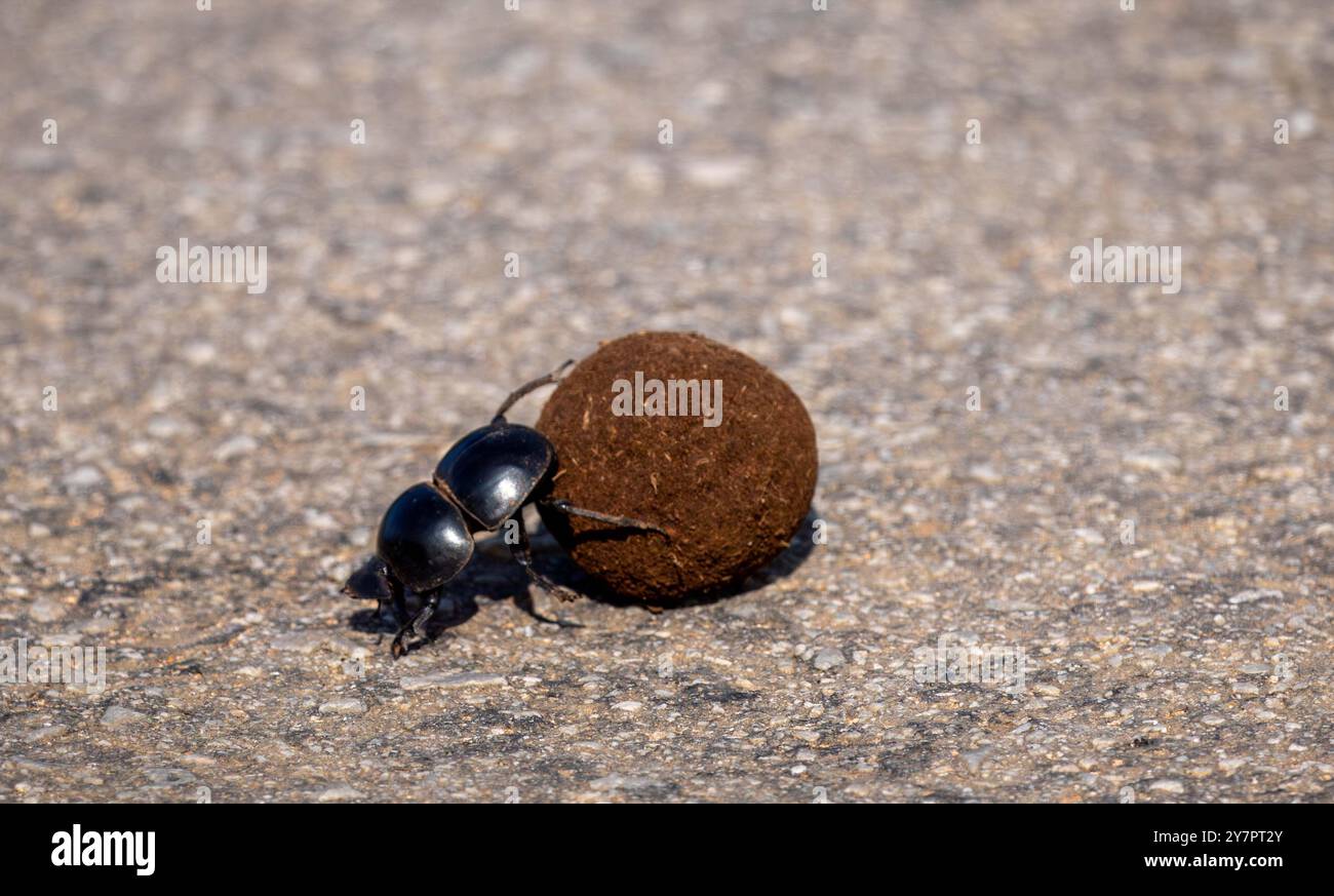 African Flightless Dung beetle Stock Photo - Alamy