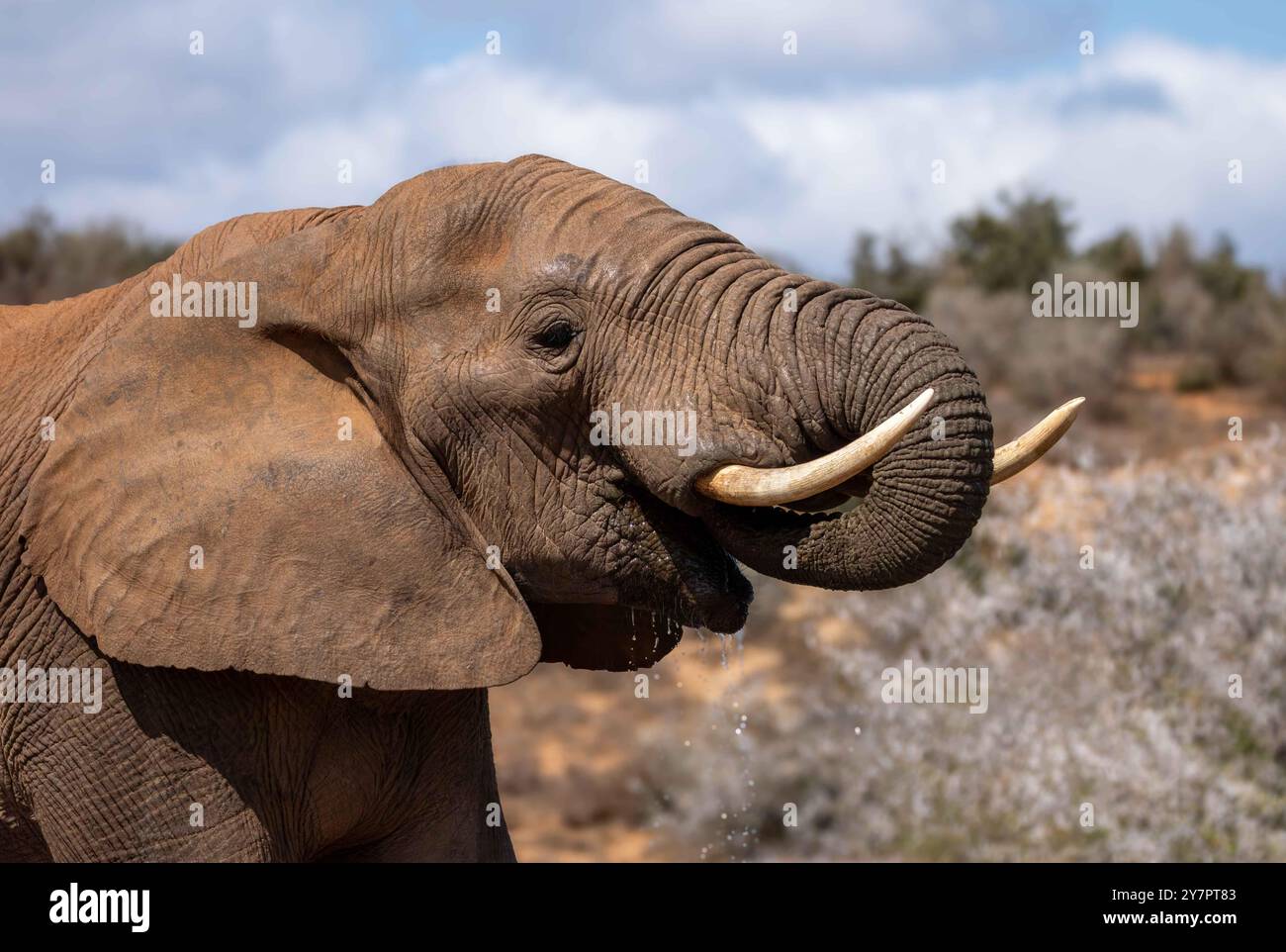 Wild African Elephant photographed in Addo Elephant Park, South Africa ...