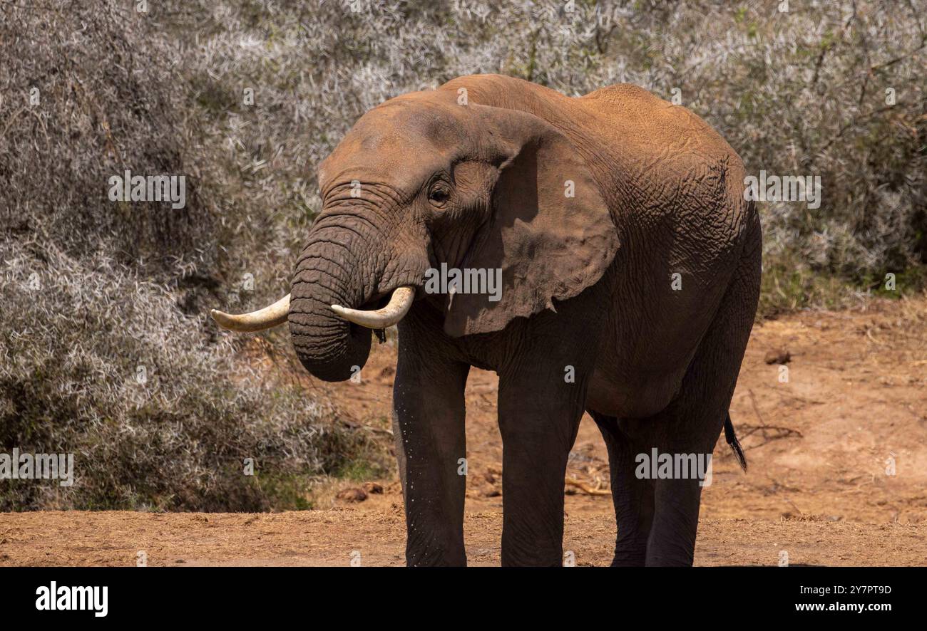 Wild African Elephant photographed in Addo Elephant Park, South Africa ...