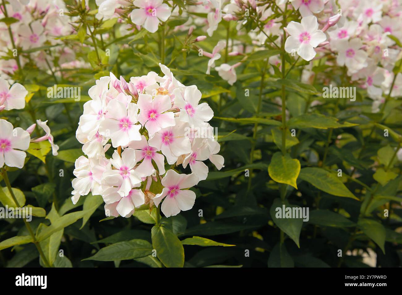 A stunning and beautiful bunch of pink and white Phlox flowers ...