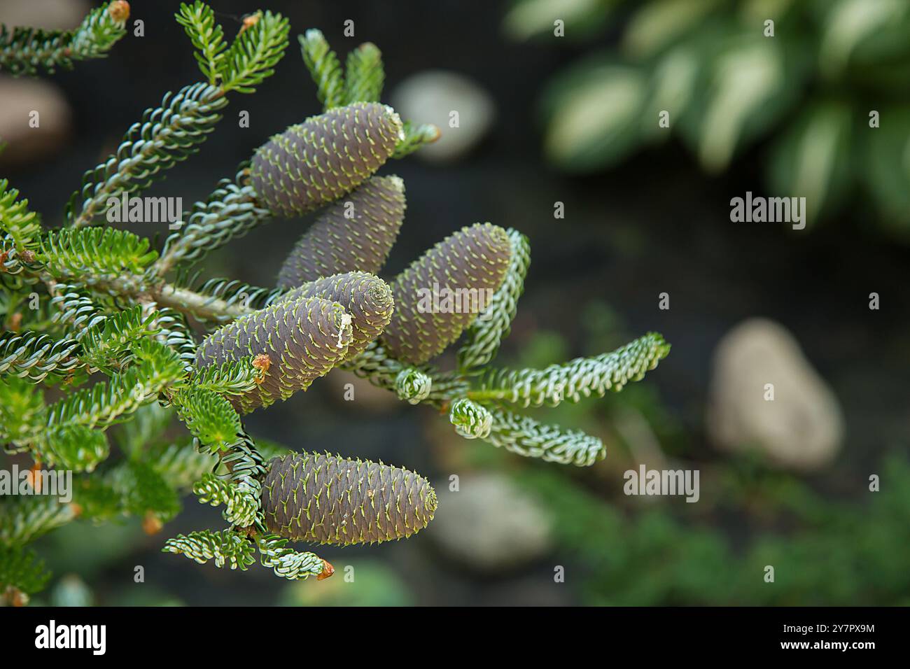 Korean green spruce with cones on a branch close-up side view Stock ...