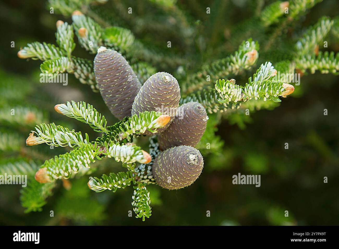 Korean spruce with four vertical cones on a branch in the afternoon in ...