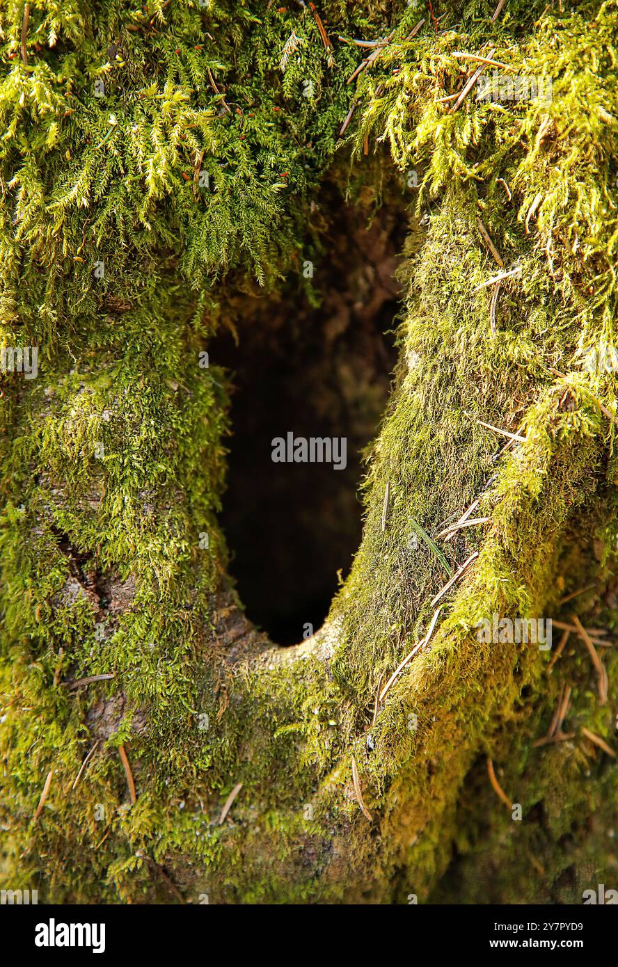 The trunk of an old forest tree is covered with abundant green moss ...