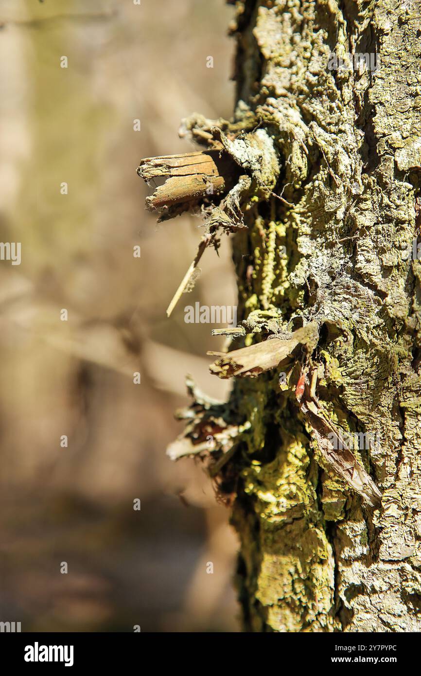 Grey tree trunk with natural texture and knots background image Stock ...