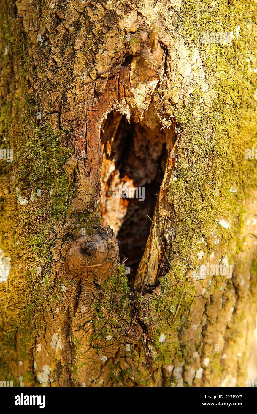 Raschelia hi-res stock photography and images - Alamy