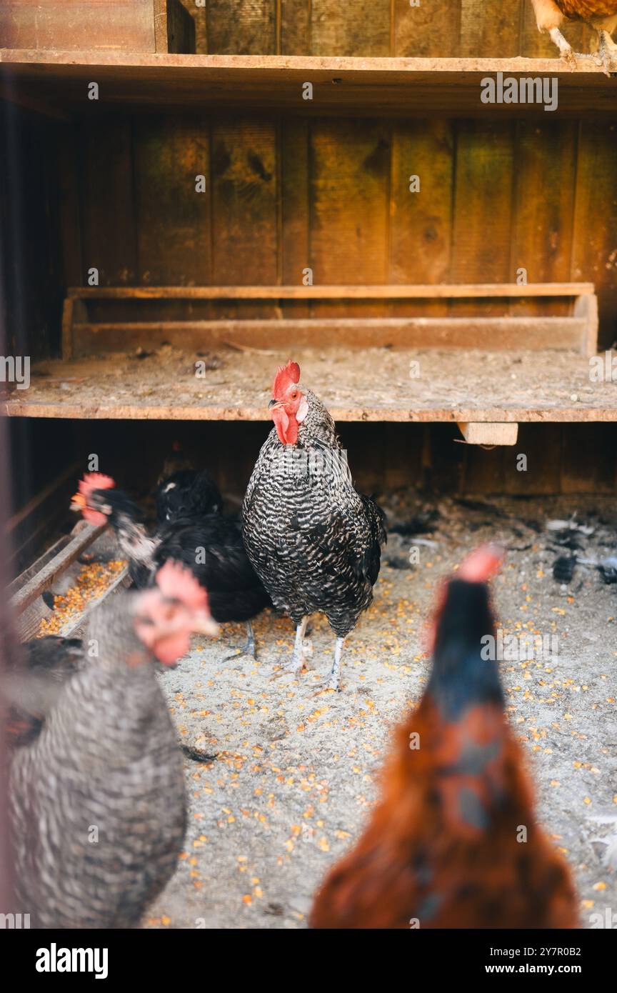 Prominent rooster hi-res stock photography and images - Alamy