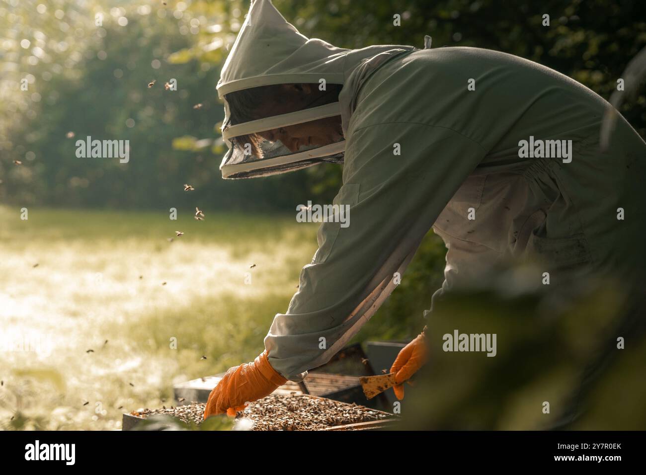 Bee keeper working with honey bees, man made bee hive Stock Photo - Alamy